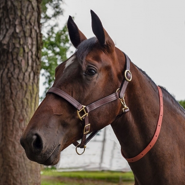 Alzoo Herbal Fly Repellent Collar For Horses: Chicks Discount Saddlery