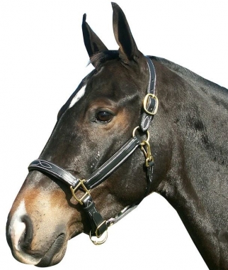 Intrepid Deluxe Fancy Stitched Padded Leather Halter: Chicks Discount ...