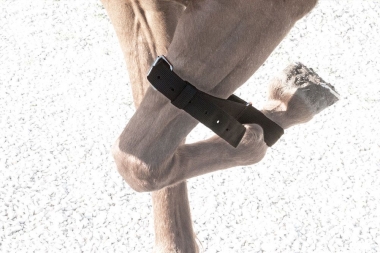 Tough-1 Padded Nylon One Leg Horse Hobble: Chicks Discount Saddlery