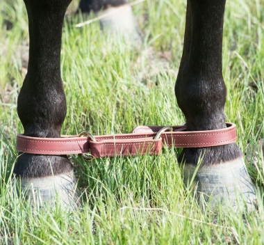 Weaver 1 Inch Adjustable Leather Hobble: Chicks Discount Saddlery