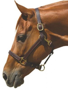 Leather Stable Halter: Chicks Discount Saddlery