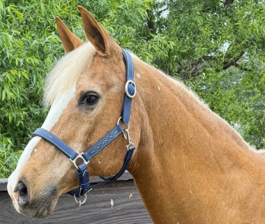 Mackey Classic PVC Breakaway Halter: Chicks Discount Saddlery