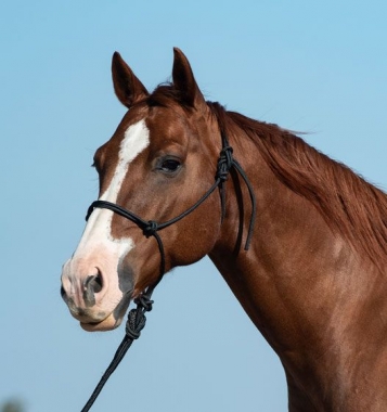 Classic Equine Rope Halter With 9 Foot Lead: Chicks Discount Saddlery