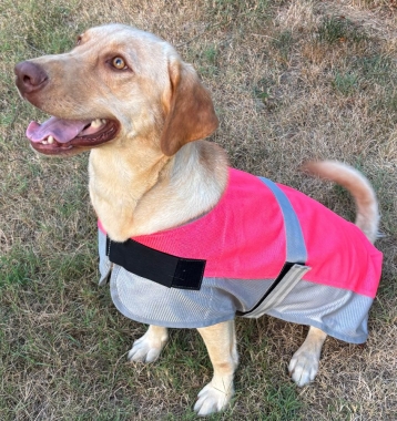 Rugged Ride Shady Dog Sun and Fly Sheet: Chicks Discount Saddlery